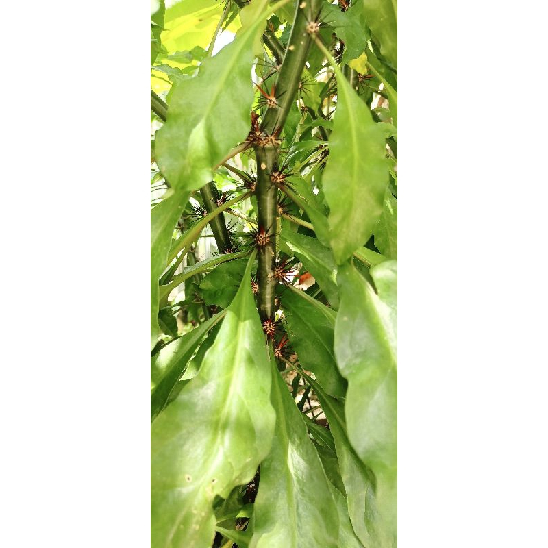 Pokok tujuh duri / pokok bilah tujuh(Anak pokok@keratan batang@Daun ...