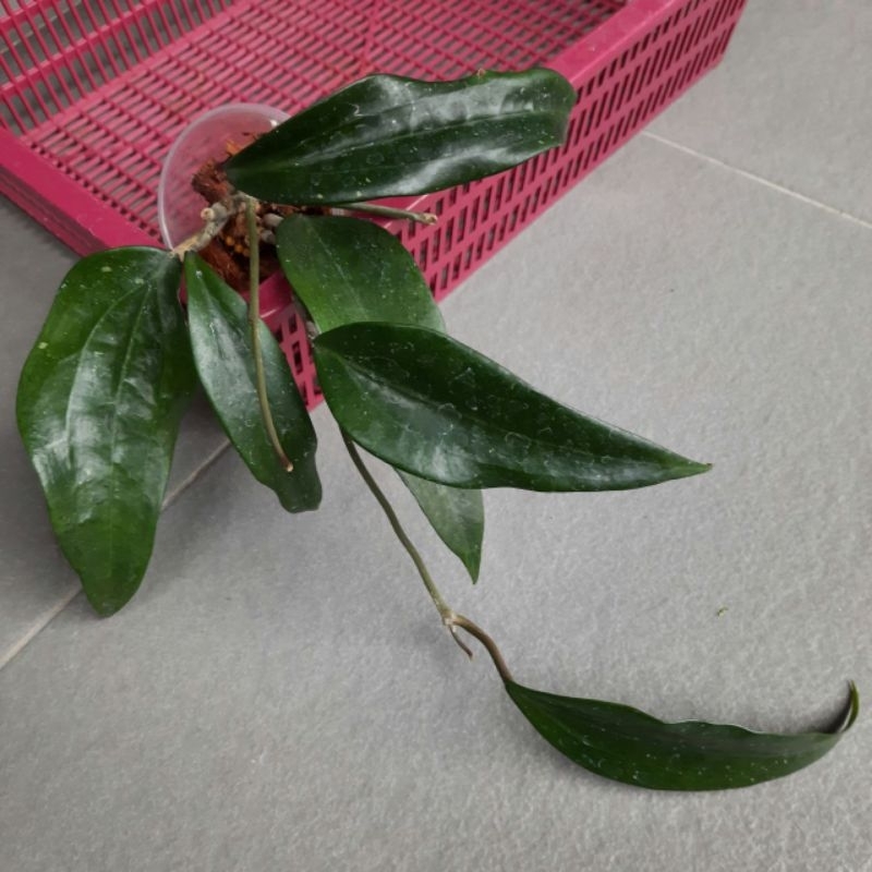 Hoya Rigida Long Leaf plant cutting | Shopee Malaysia