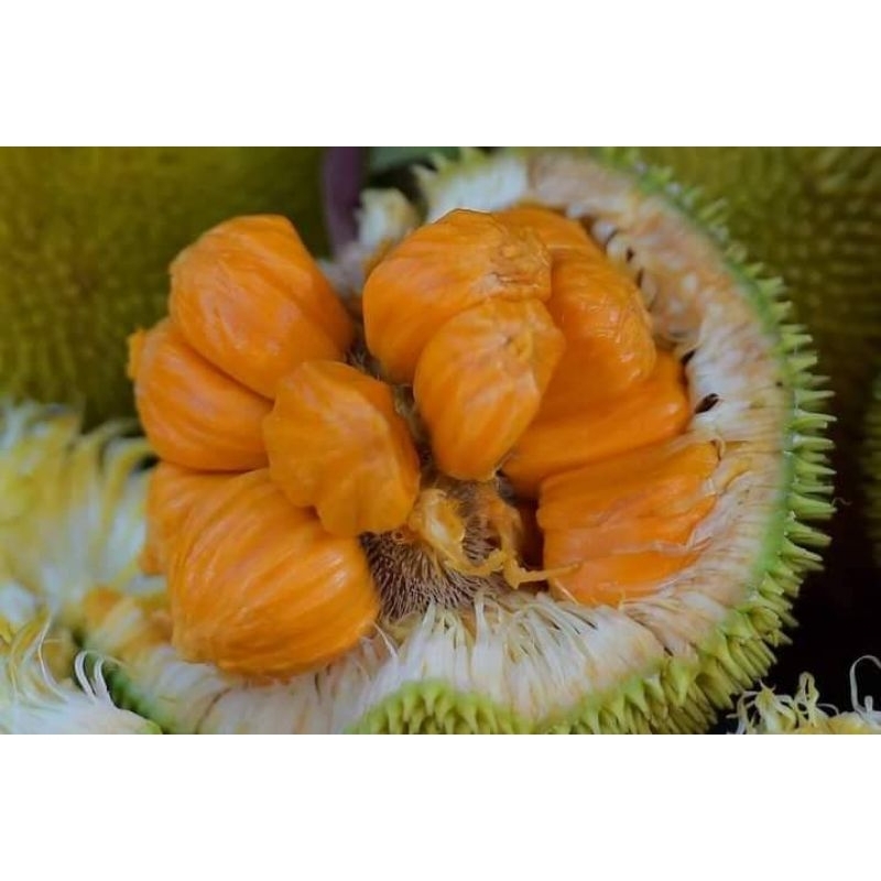 ANAK POKOK BUAH TARAP ISI KUNING HARGA BORONG !!! ( HARGA UNTUK 10 ...