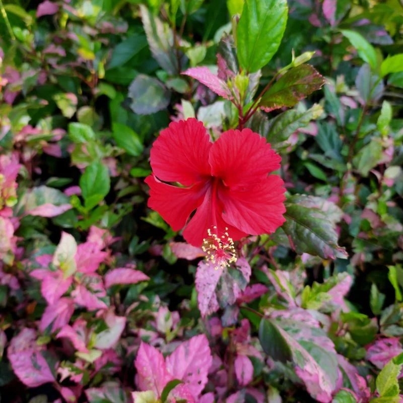 Bunga Raya Warna Merah Daun batik | Shopee Malaysia