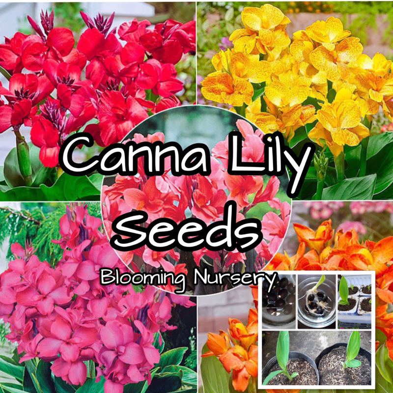 Canna Lily Seeds ( 2 seeds per pack ) variation Biji Benih bunga pisang ...