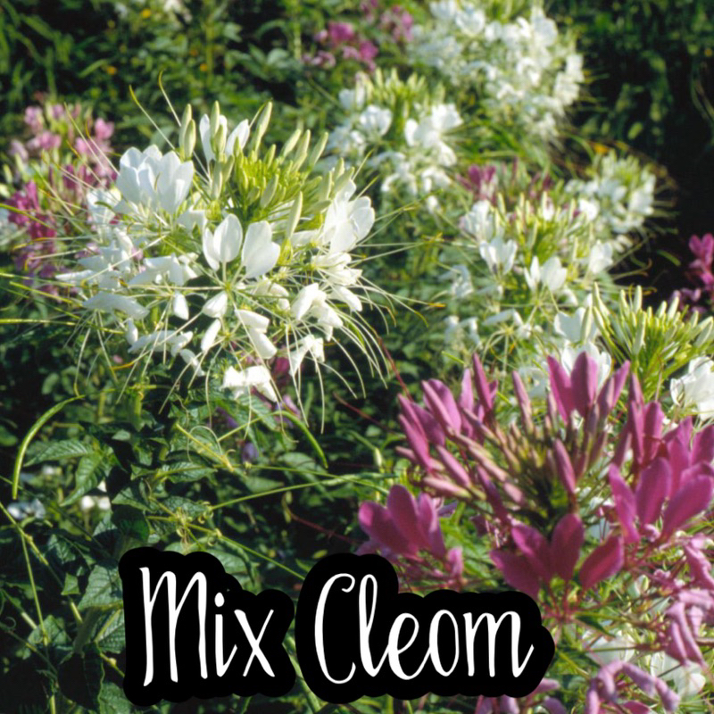 Cleom seeds pelbagai warna Pokok Bunga Butterfly @ maman hiasan ( 10 ...