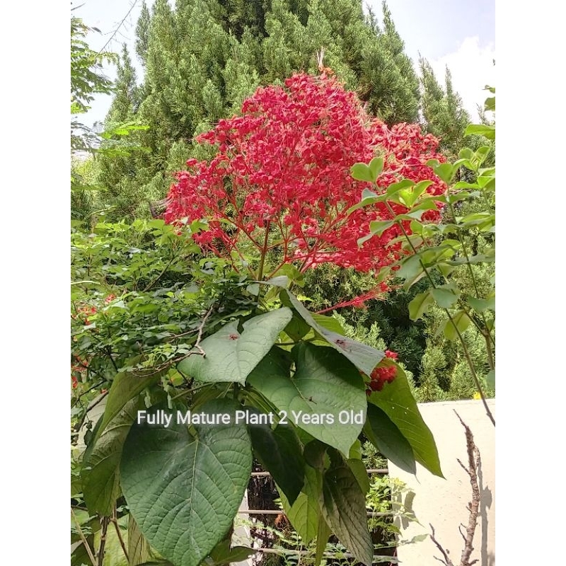 Pagoda Clerodendrum Paniculatum Anak Pokok Live Plant Hidup Sapling ...