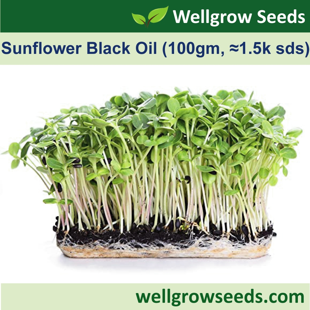 Sunflower Black Oil (100gm) 黑油 向日葵 太阳花种子 Biji Benih Bunga Matahari ...