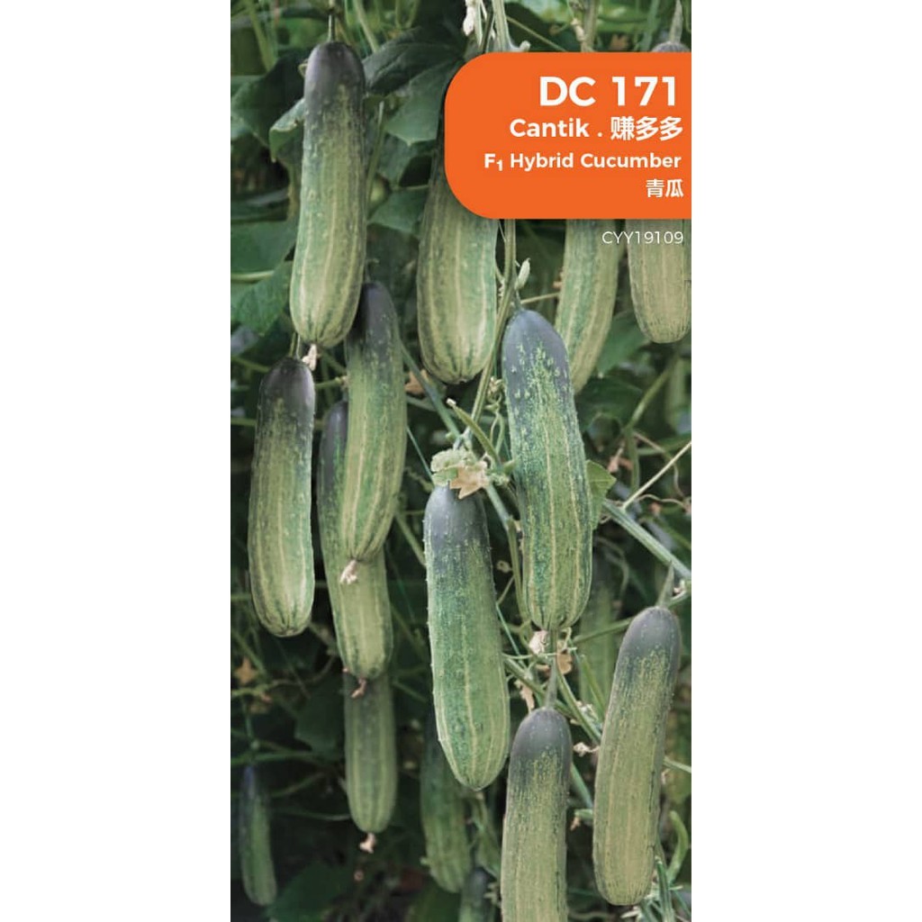 Paket 20 Gram DC 171 BLACK STAR Biji Benih Timun Batang Cap Crop Power ...