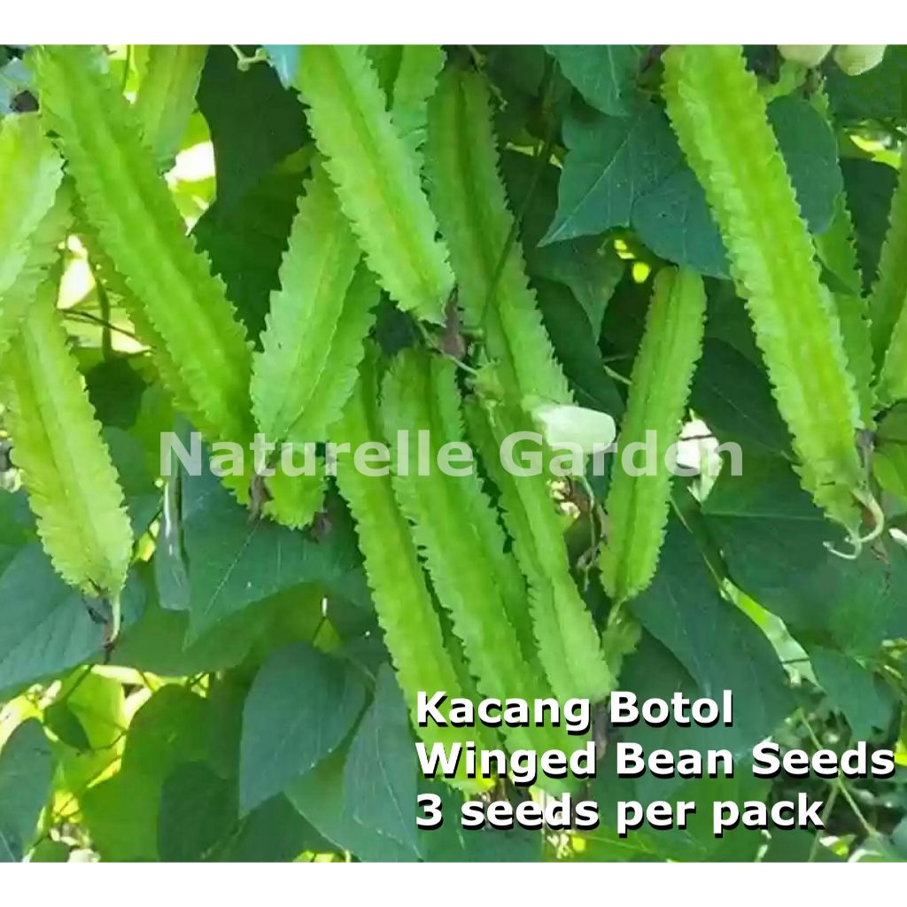 Benih Kacang Botol Winged Bean Seeds Vegetable Seeds 3 seeds per pack ...
