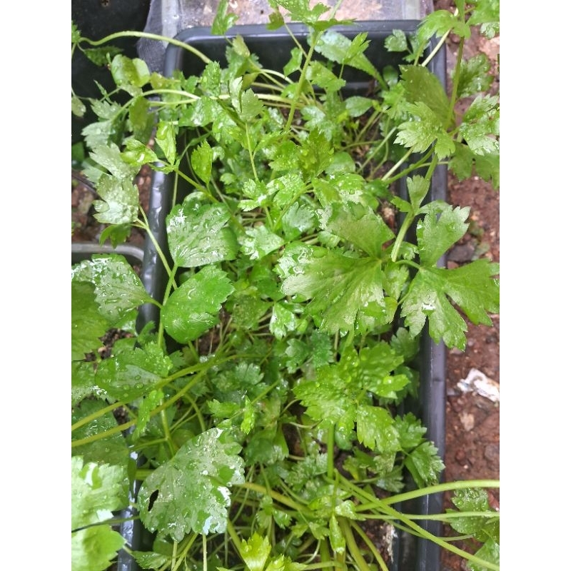 Anak Pokok Daun Sup dalam polybag/Biji Benih Daun Sup | Shopee Malaysia