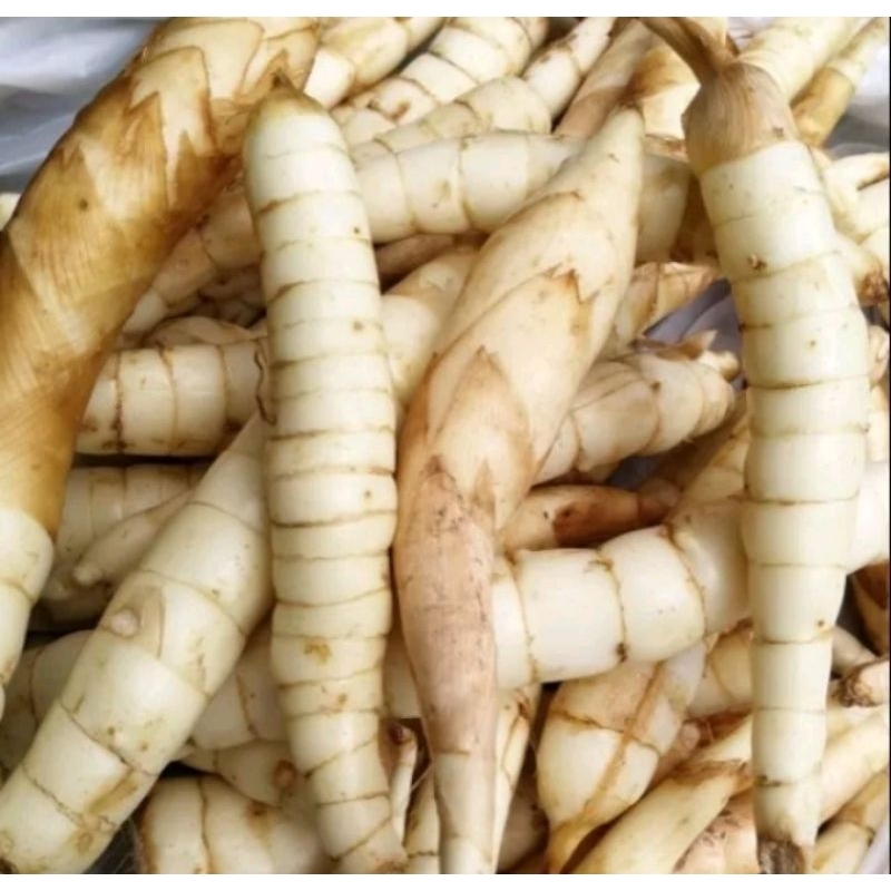 UBI BEMBAN UNTUK BENIH DAN UBATAN (100g) | Shopee Malaysia