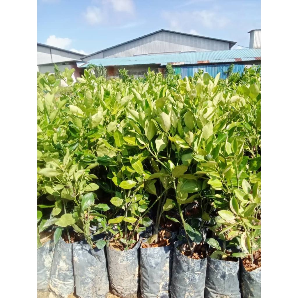 Anak pokok limau kasturi cepat berbuah dan rendang | Shopee Malaysia