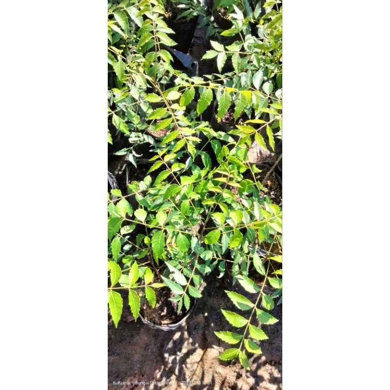 pokok mambu/ semambu/ Neem tree | Shopee Malaysia
