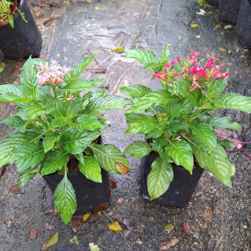 Pokok Pentas ada 2 warna pink dan merah pokok hidup | Shopee Malaysia