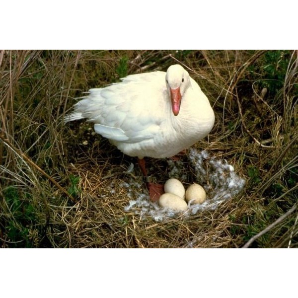 Telur Angsa (Goose Egg) | Shopee Malaysia