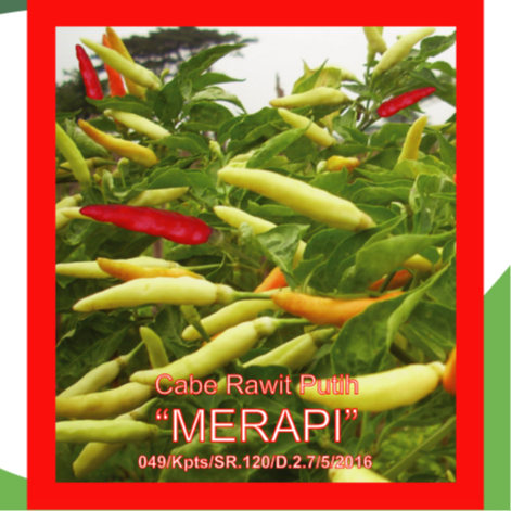 50 biji benih CILI PADI , CABAI MELAKA. CILI KAMPUNG, LADA BURUNG ...