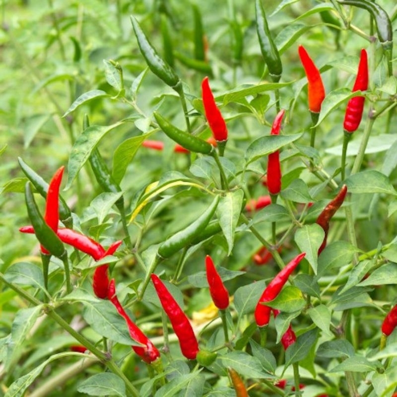 ♥️40 BIJI BENIH CILI PADI KAMPUNG/CILI BURUNG PEDAS ♥️ | Shopee Malaysia