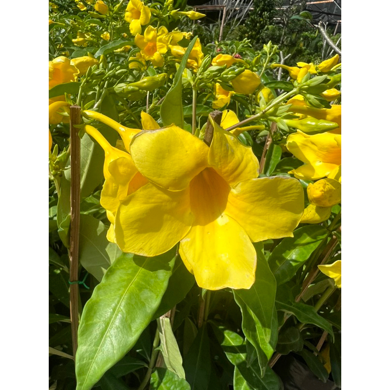 Alamanda Kuning Besar Sudah Berbunga | Shopee Malaysia