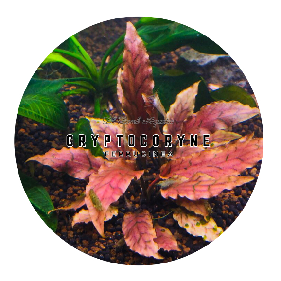 [Aquatic Plant] Cryptocoryne Ferruginea Red Rare Plants Crypt Low Tech ...