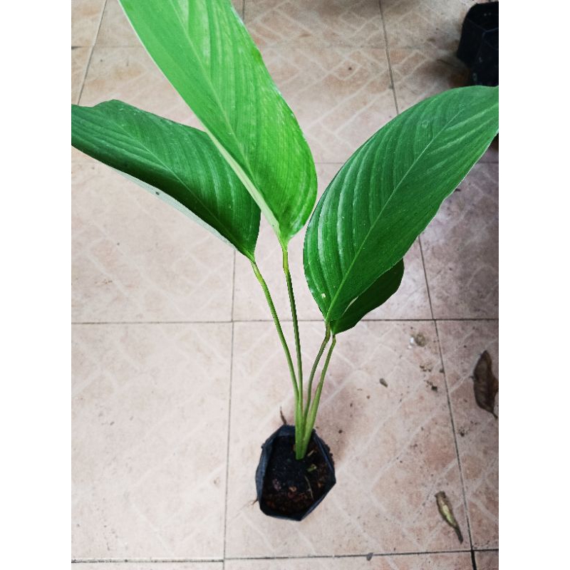 Anak pokok lerek dalam polibag. | Shopee Malaysia