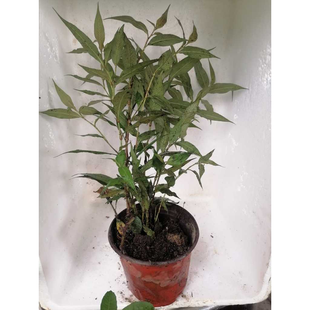 pokok kesum dalam pasu, tinggi 1.8' , pokok stabil & rimbun (pokok ...