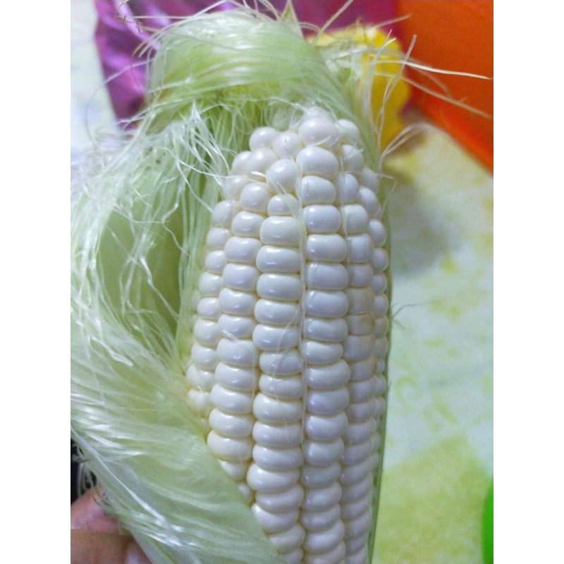 Jagung Segar dari Cameron Highlands | Shopee Malaysia