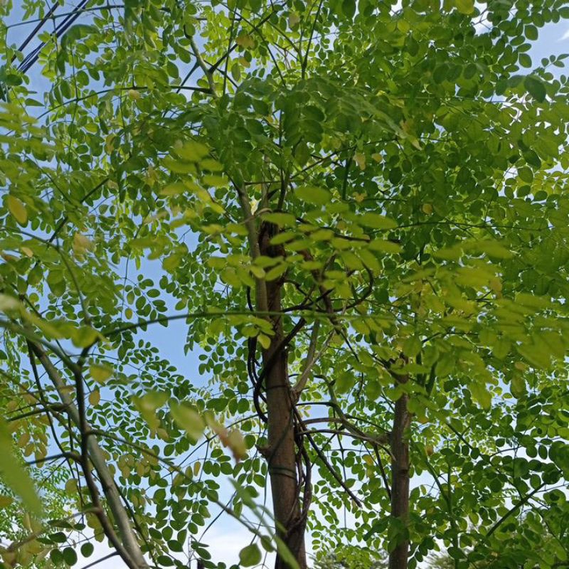 Keratan pokok Munggai Kelor Murungai Moringa | Shopee Malaysia