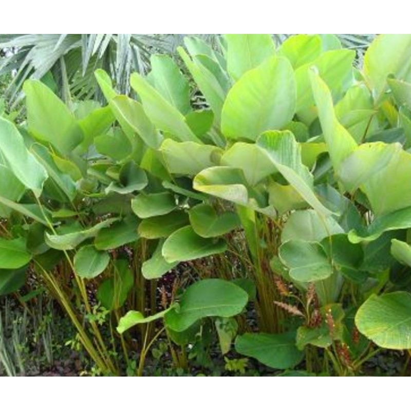POKOK LEREK/ CIGAR PLANT (RHIZOME) | Shopee Malaysia