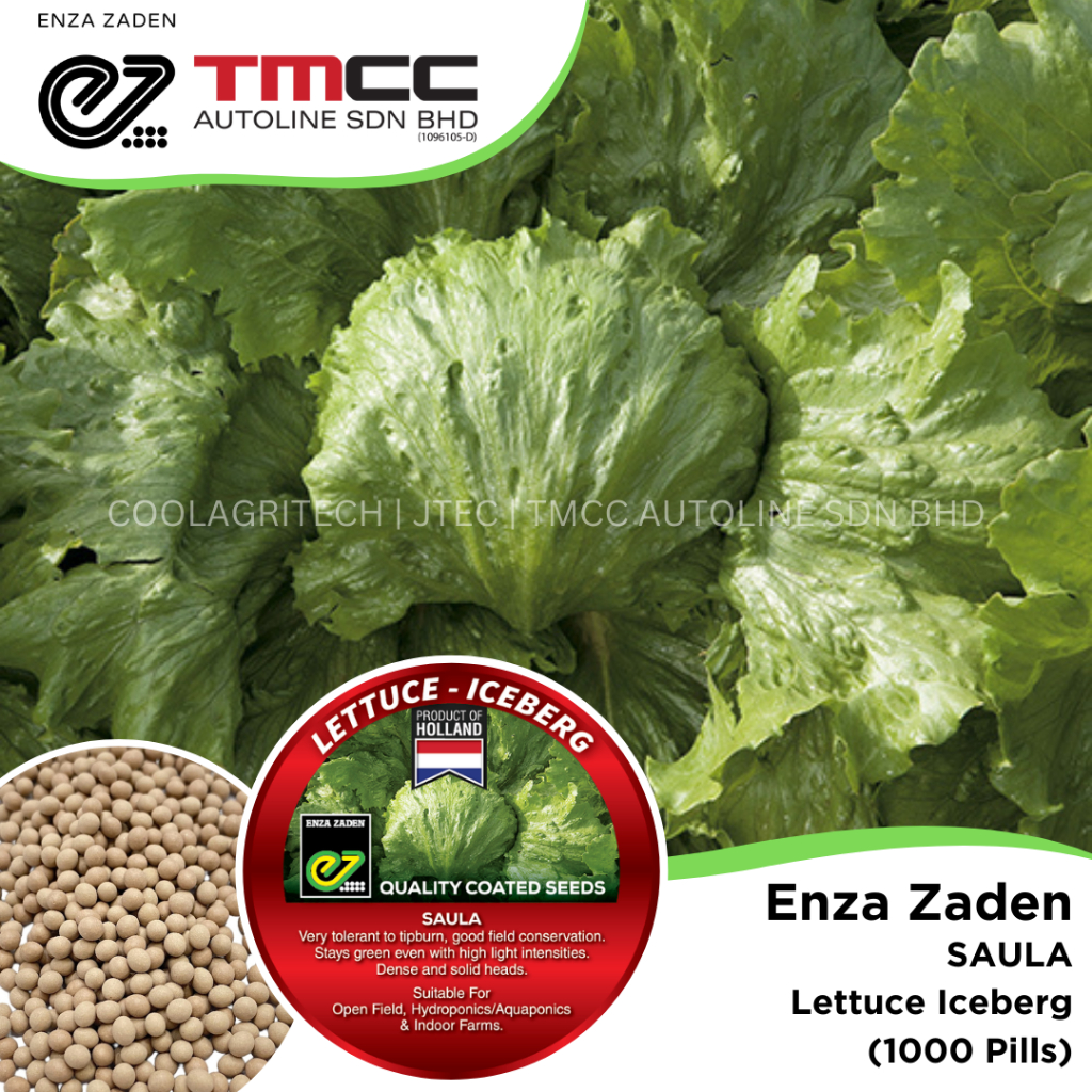 Enza Zaden - SAULA - Iceberg Lettuce - Coated Pill Seeds - Product of ...