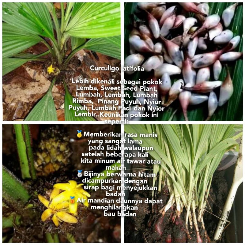 Curculigo latifoliaLebih dikenali sebagai pokok Lemba, Sweet Seed Plant ...