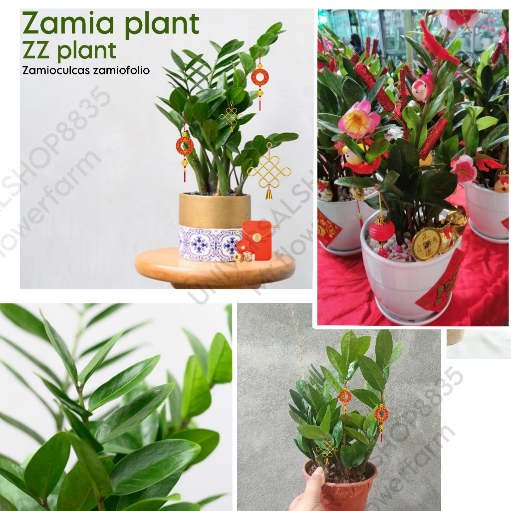 Zamia plant /發財树 / ZZ plant / pokok zamia / Zamioculcas zamiifolia ...