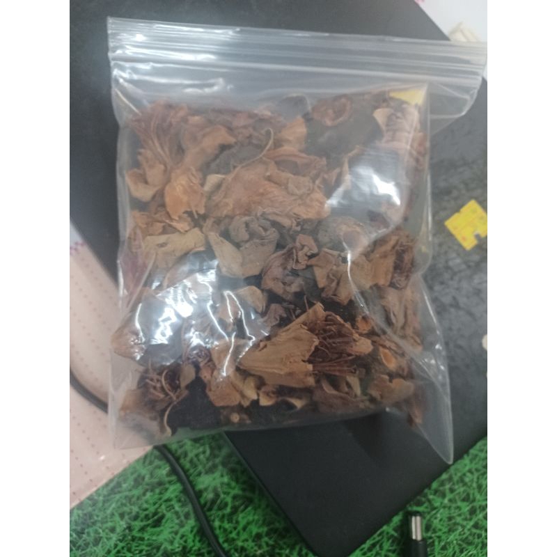 bunga ratu pari @ bunga mukmin | Shopee Malaysia