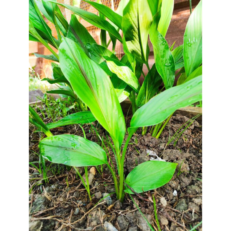 ‼️ON SALE ‼️POKOK TEMU PAUH, ULAM TEMU PAUH | Shopee Malaysia