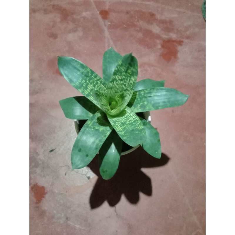 bromeliad vriesea nova live plant | Shopee Malaysia
