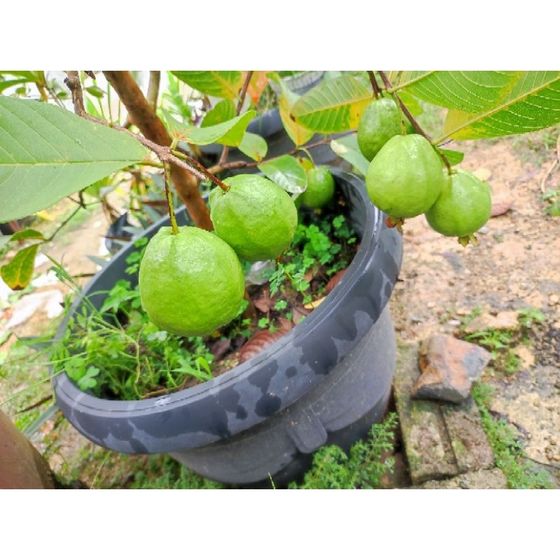Anak pokok jambu batu lohan dan seedless | Shopee Malaysia