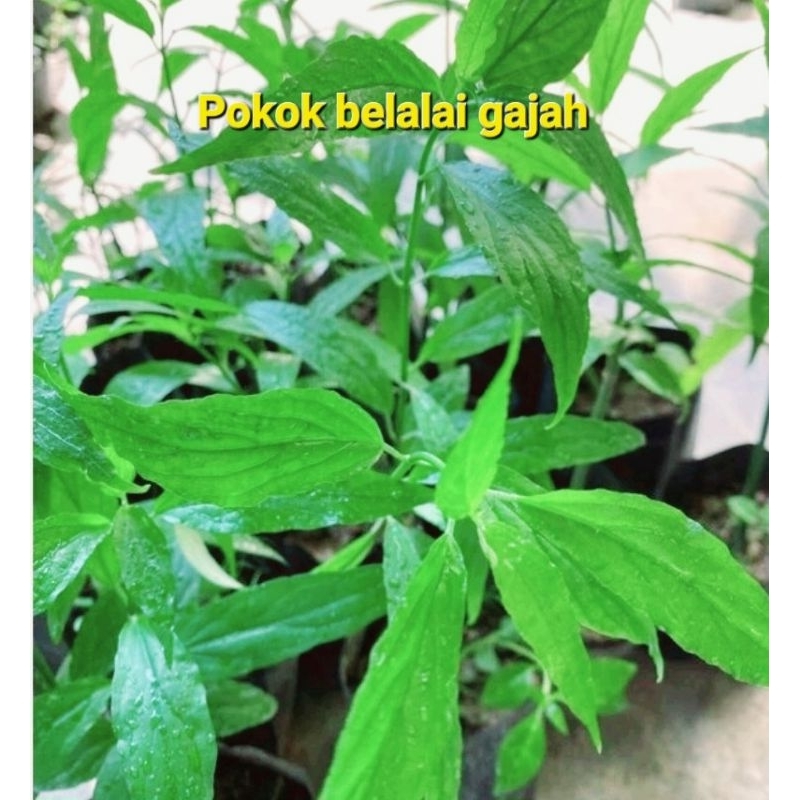 Anak pokok belalai gajah dalam polibag | Shopee Malaysia