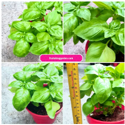 Pokok Sweet Basil / Ocimum Basilicum ( Herb Edible Live Plant) | Shopee ...