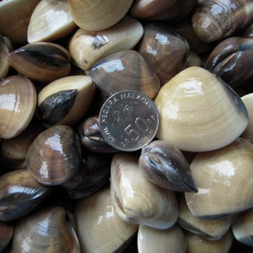 Premium Freshy Frozen White Clam Big L 1Kg± Frozen Kapah Putih Lala ...