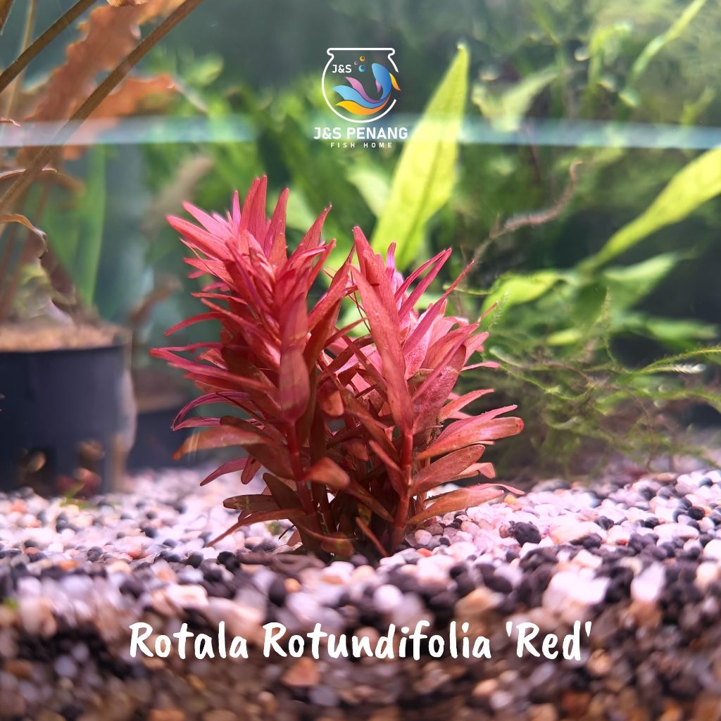 【Ready Stock】Red Water Plants - 1 Bunch of Aquatic Plant - WEST ...