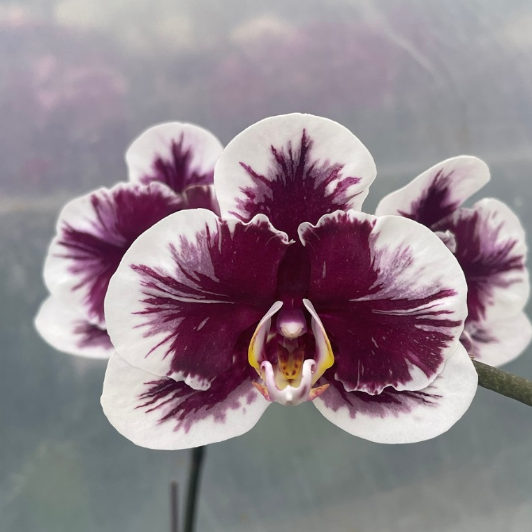 Phalaenopsis Voodoo | Medium Moth Orchid | Shopee Malaysia