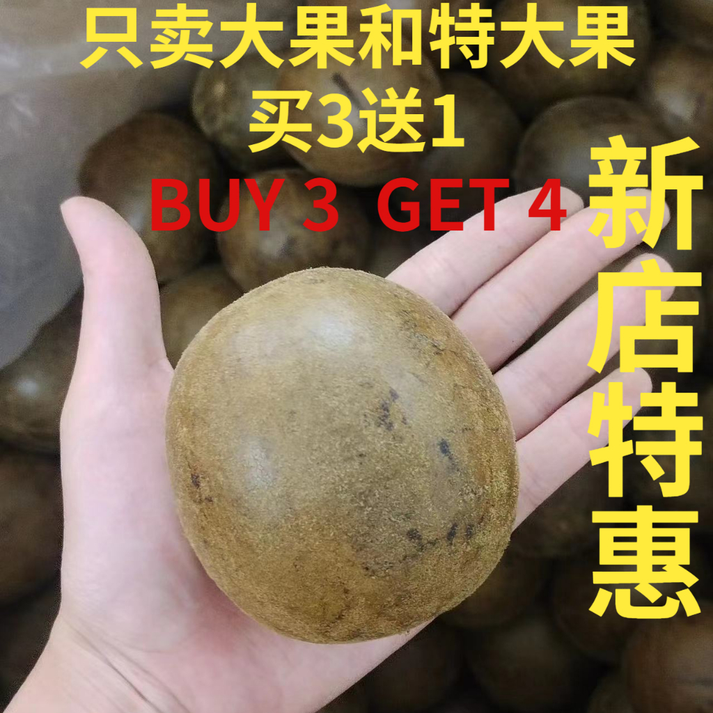 【XL Size】Luo Han Guo 罗汉果 【65mm-69mm】廣西罗汉果大粒 | Monk Fruit | Lou Han Guo ...