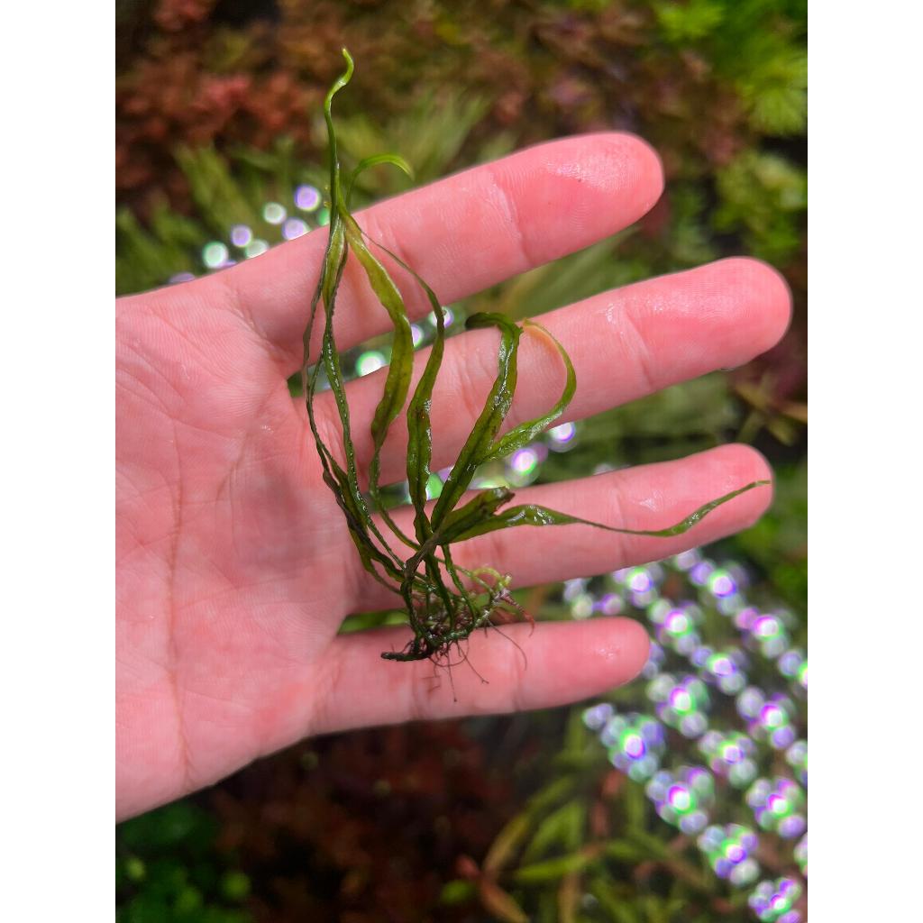 [Aquatic Plant] Microsorum Pteropus Needle Leaf Fern Low Tech No CO2 ...