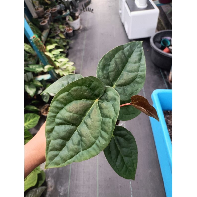 Forgetti X Luxurians Dark (Selected Quality) | Shopee Malaysia
