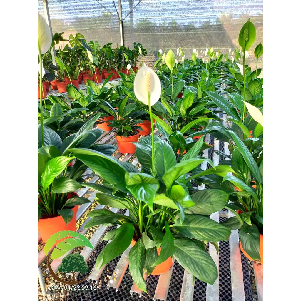 Spathiphyllum Mojo White Flower 白掌美酒 Peach Lily | Shopee Malaysia