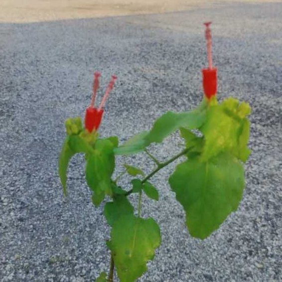 ANOR - Malvaviscus Arboreus plant sapling / Anak Pokok Bunga raya ...