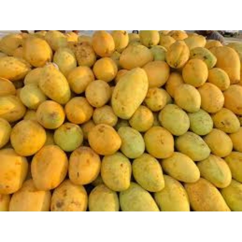 1kg Mangga Susu / Mangga Fama / Pauh Susu / Pauh Fama | Shopee Malaysia