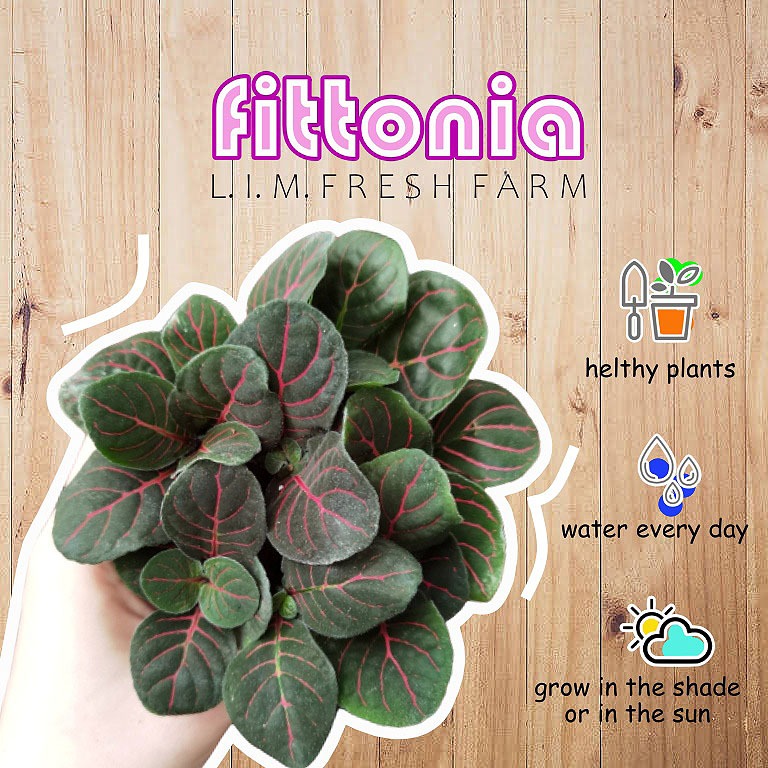 FITTONIA PLANT ( 1 plant with pot ) | Shopee Malaysia