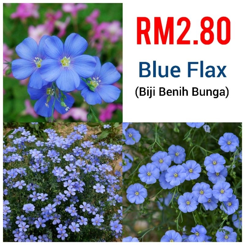 10 biji Benih Bunga Biji Blue Flax Flower Linum perenne Linum lewisii ...