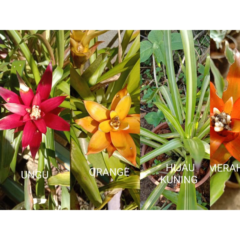 GUZMANIA BROMELIAD MERAH/UNGU/ORANGE/HIJAU KUNING ANAK POKOK. | Shopee ...