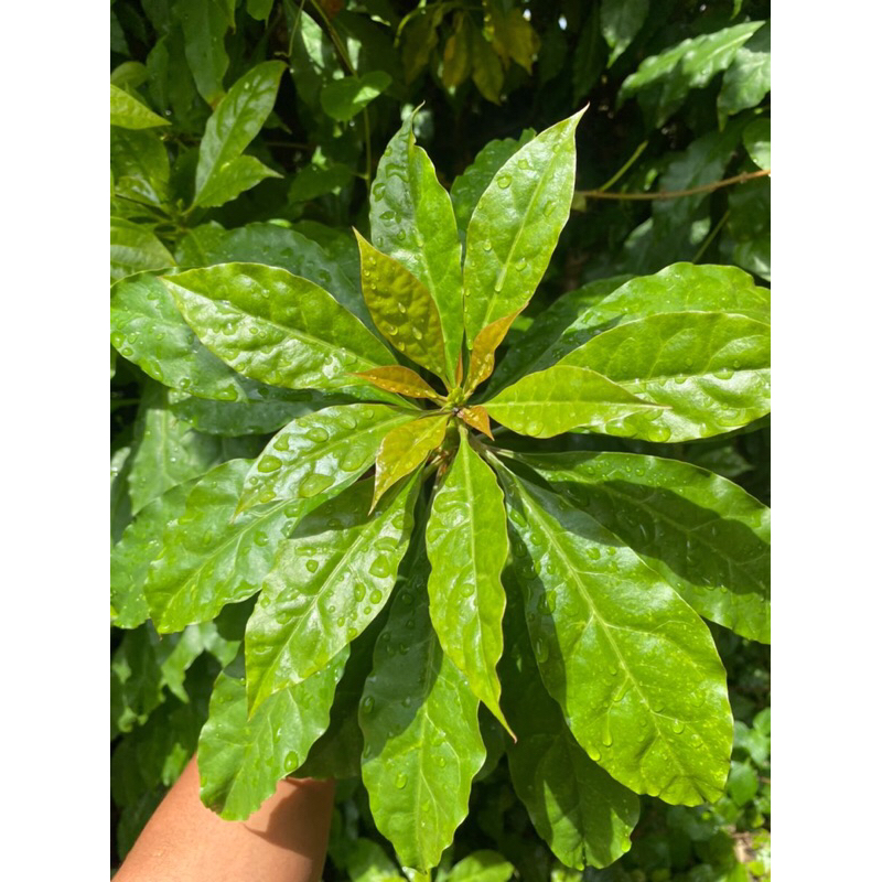 [WIWI AGRO] Daun Jarum Tujuh Bilah/ Chat Sim Chan/ Pereskia Sacharosa ...