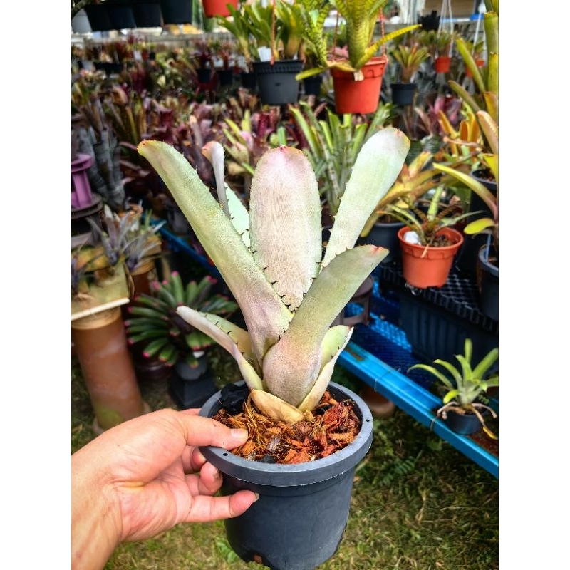 Bromeliad Neoregelia Carcharodon Silver | Shopee Malaysia