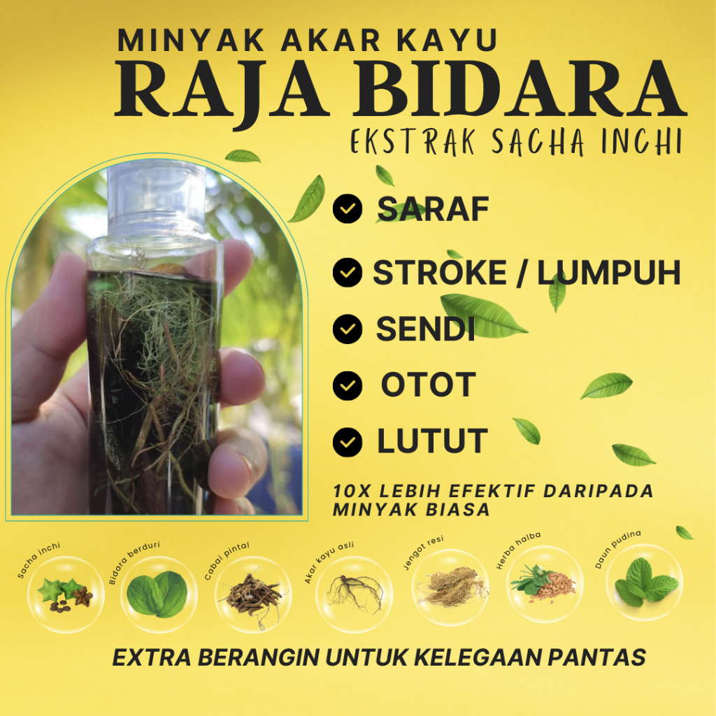 Raja Bidara Minyak Akar Kayu Ekstrak Sacha Inchi Oil Massage Urut Badan ...
