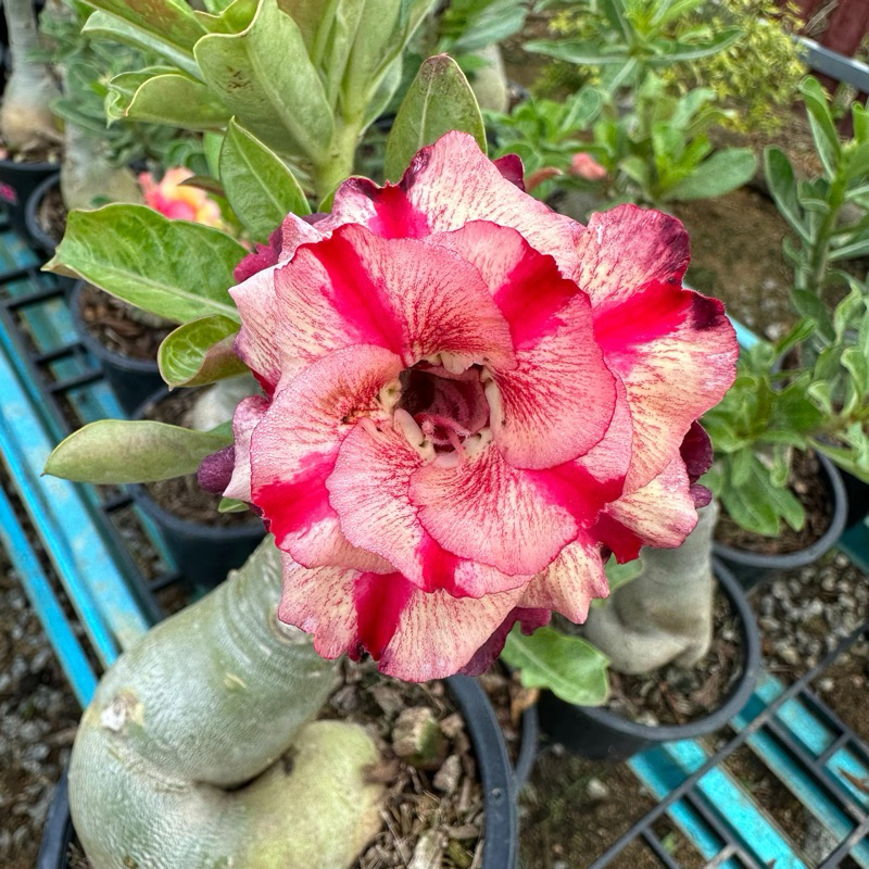 ADENIUM THAI REAL LIVE PLANT MULTI LAYER (POKOK BUNGA KEMBOJA RARE ID ...
